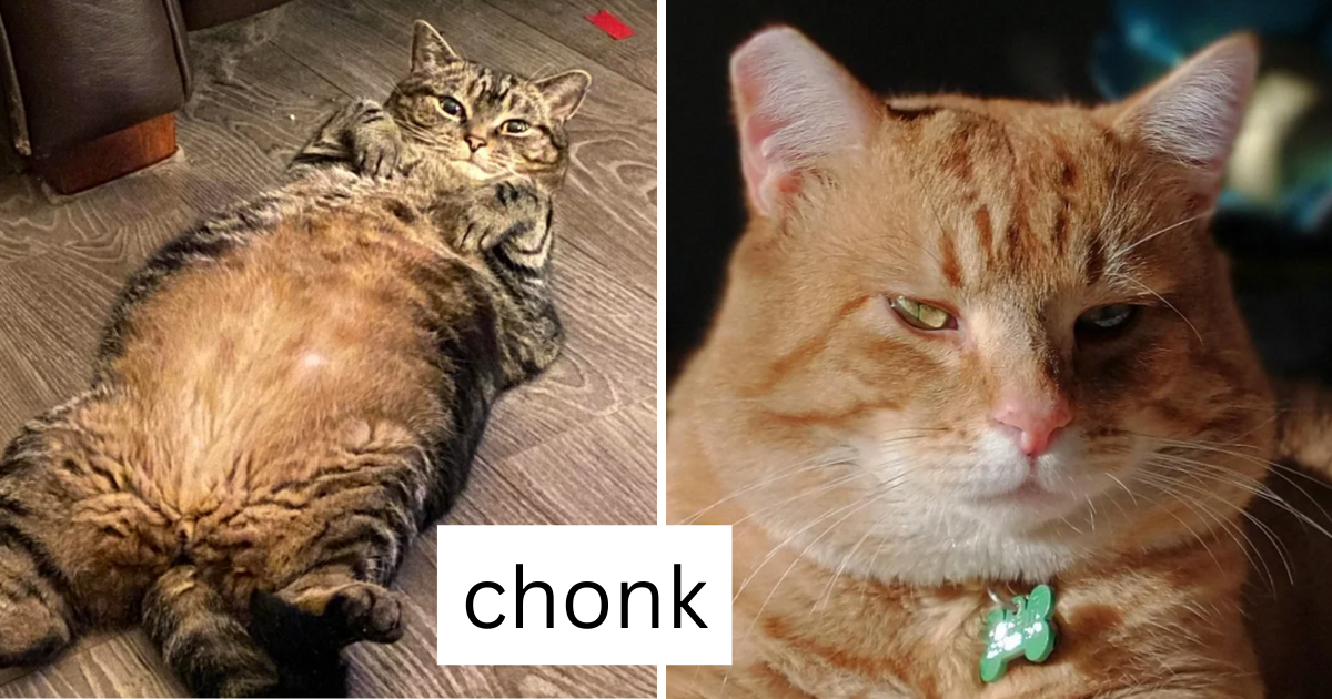 End The Weekend On A Good Note With Some Chonky Cat Appreciation ...