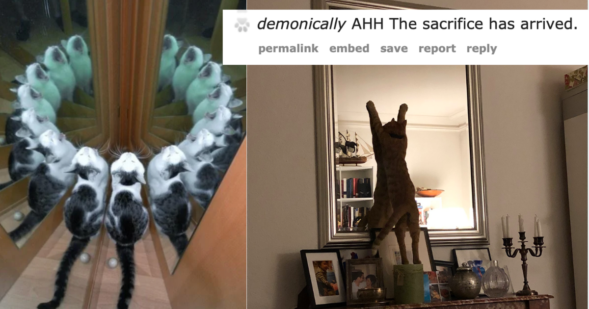 15 Times We Accidentally Walked In On Our Cats Summoning A Demon ...