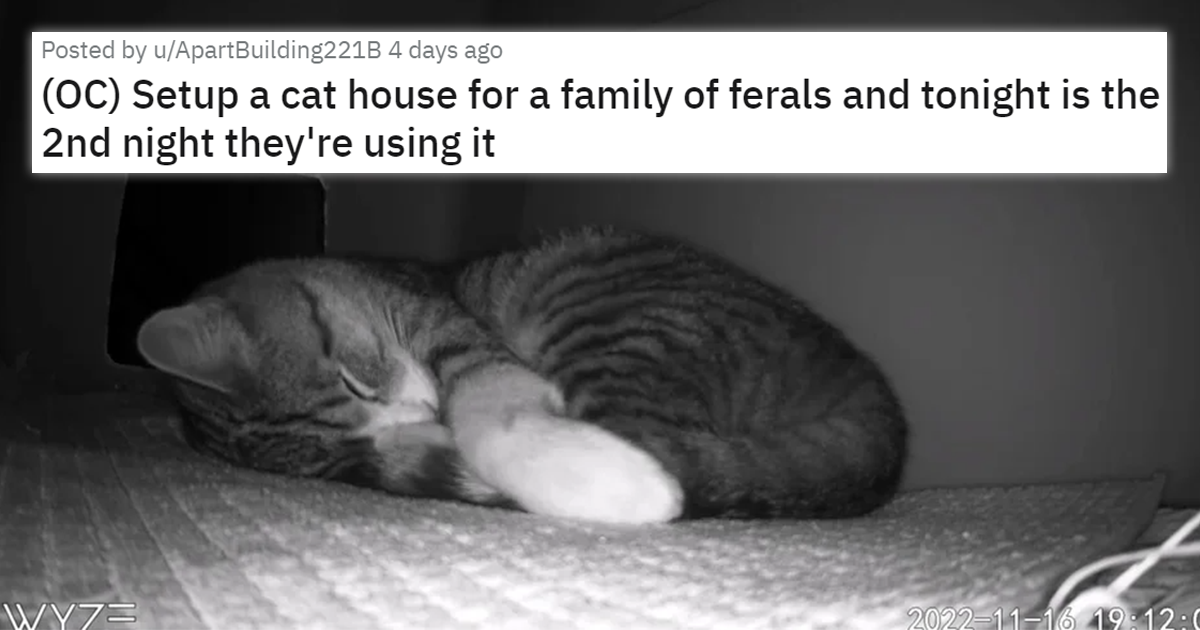 Time To Take In The Weekly Dose Of Cute Cats (#209) - I Can Has ...