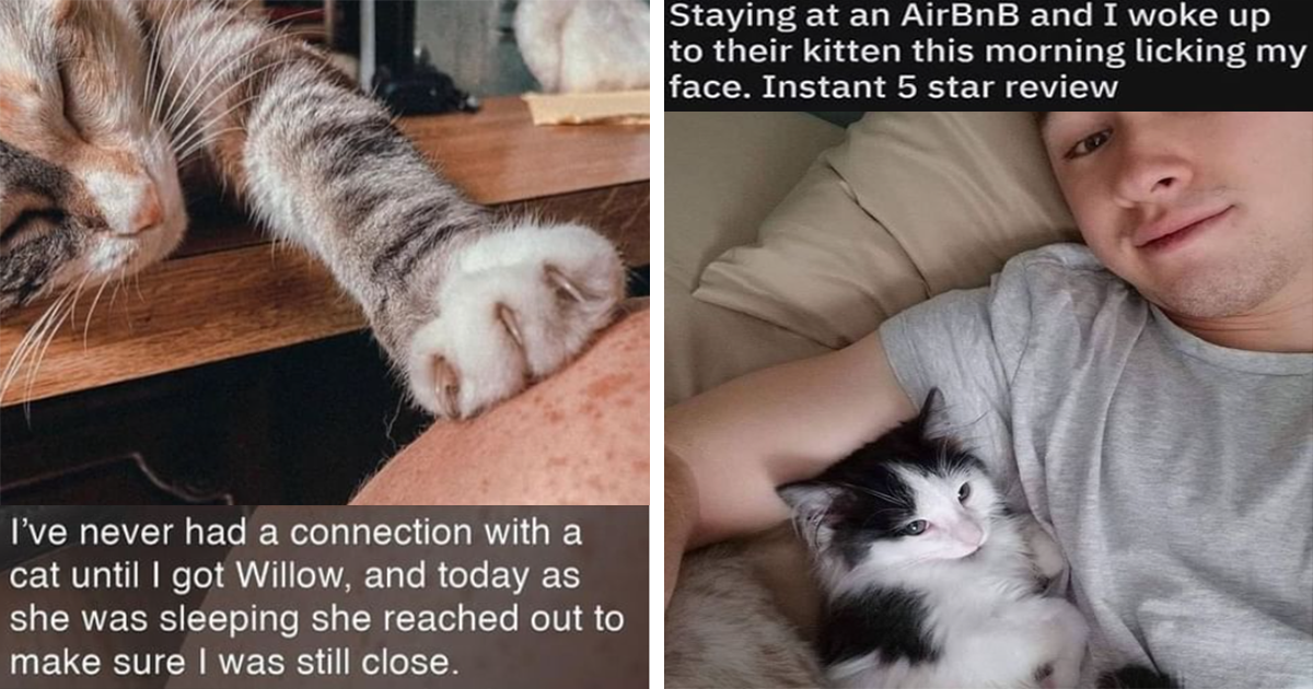 Halfway To Caturday: Purrfectly Funny Cat Memes And Tweets (November 23, 2022) - I Can Has ...