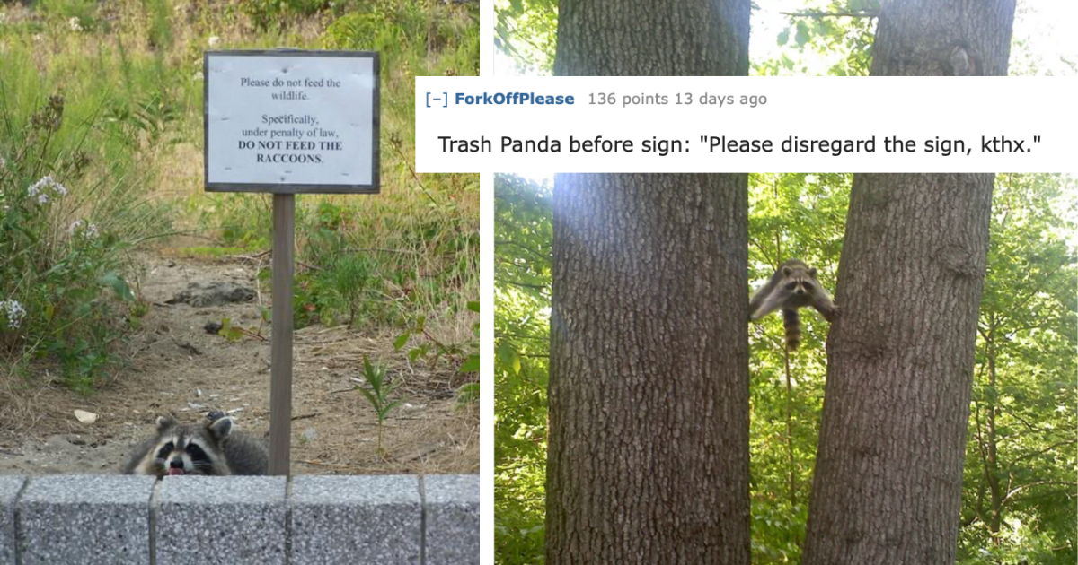 Mischief Managed! 19 Examples Of Rambunctious Raccoons That Stole Our ...