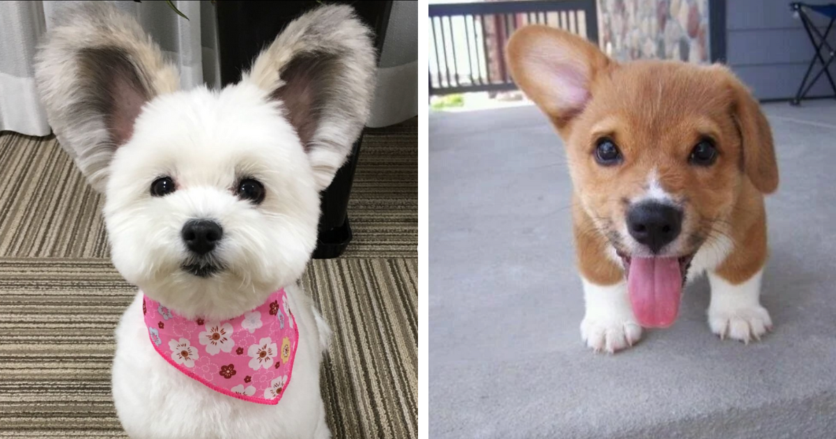 One Up, One Down - A Collection Of 21 Perfect Pictures And Videos Of ...