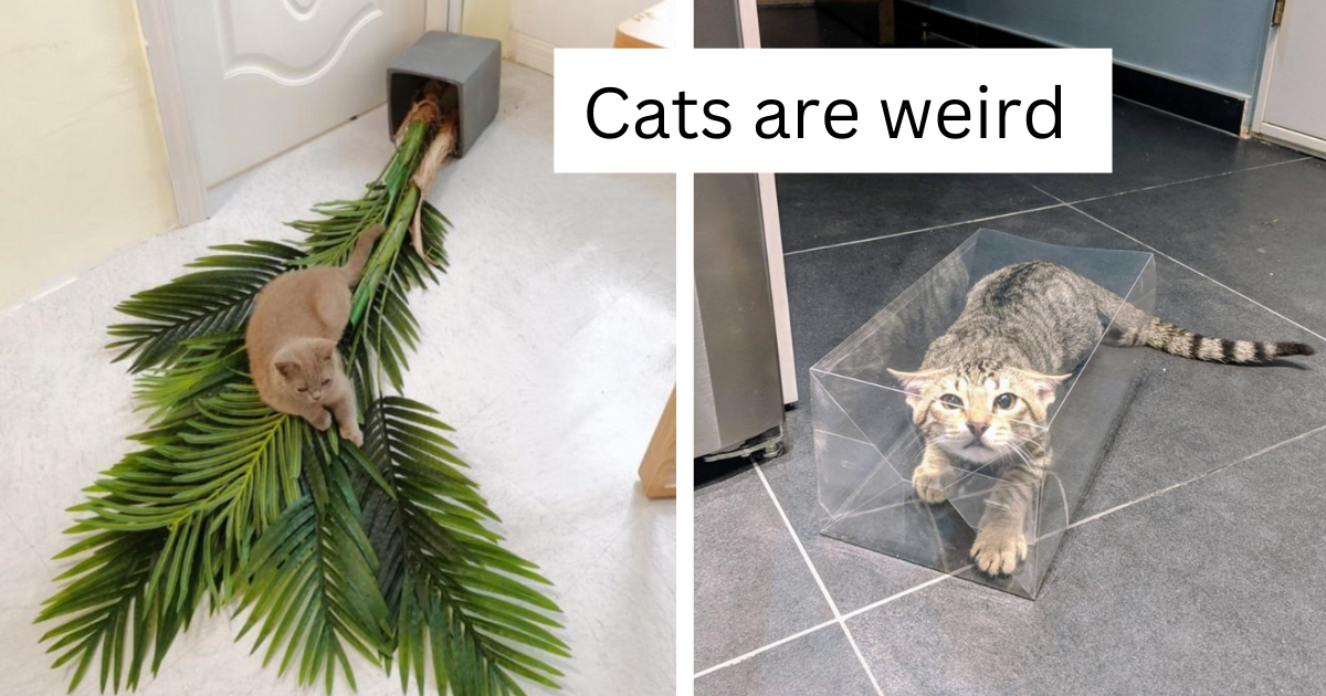 47 Funny Pictures Of Cats Being So Weird Yet So True To Themselves - I ...