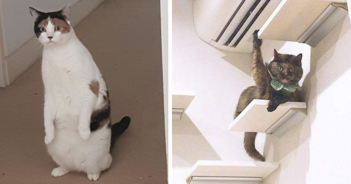 There's No Doubt That Weird Cats Make The World Go Round (26 Images ...