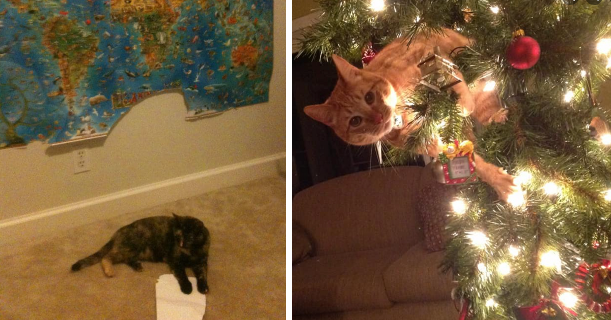 17 Conniving Cats Caught In The Act Of Mischief: ICanHasCheezburger ...