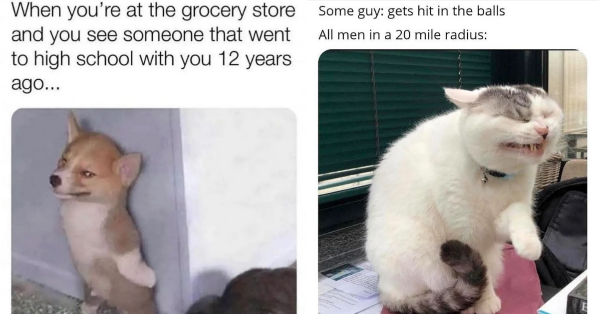 25 Hysterical Animal Memes With Moments We Swear Were Stolen From Our ...