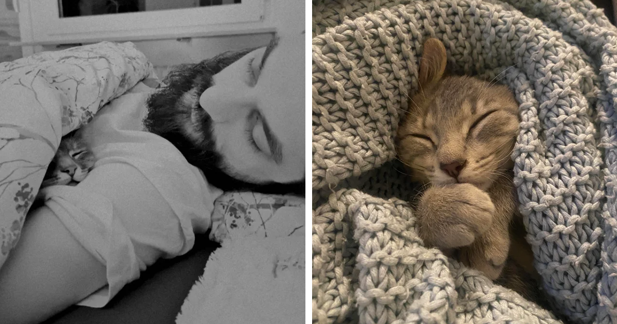 Keeping Warm On These Cold Days With Snuggly Tucked In Kitty Cats - I ...