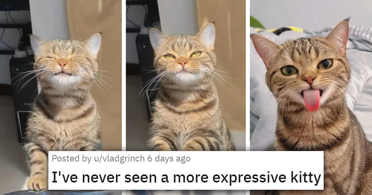 Time To Take In The Weekly Dose Of Cute Cats (#210) - I Can Has ...