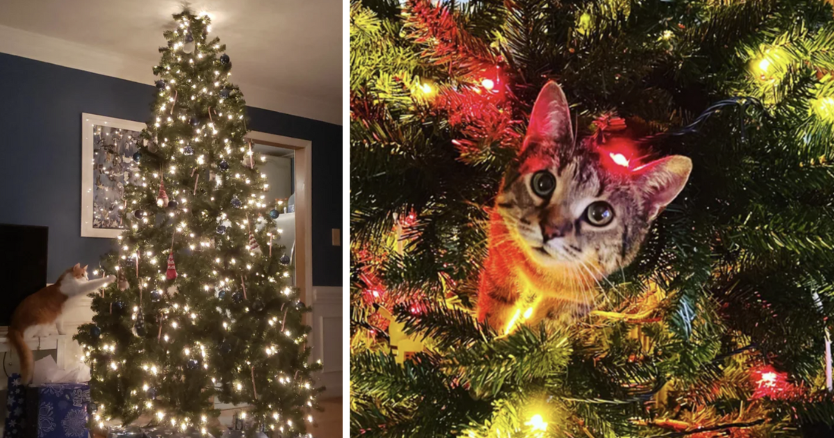 How The Cat Stole Christmas (Trees): 50 Festive Felines Making Their ...