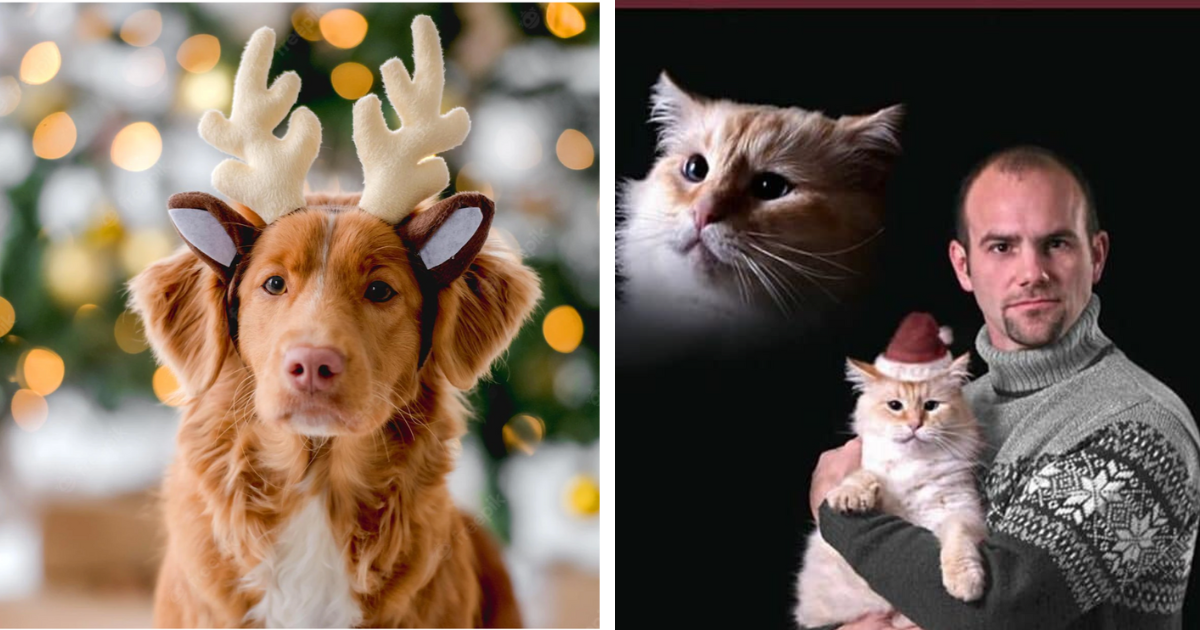 30 Animal Pictures And Videos To Get You In The Spirit For A Meowy ...