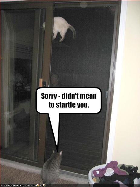 Sorry - didn't mean to startle you. - Cheezburger - Funny Memes | Funny ...