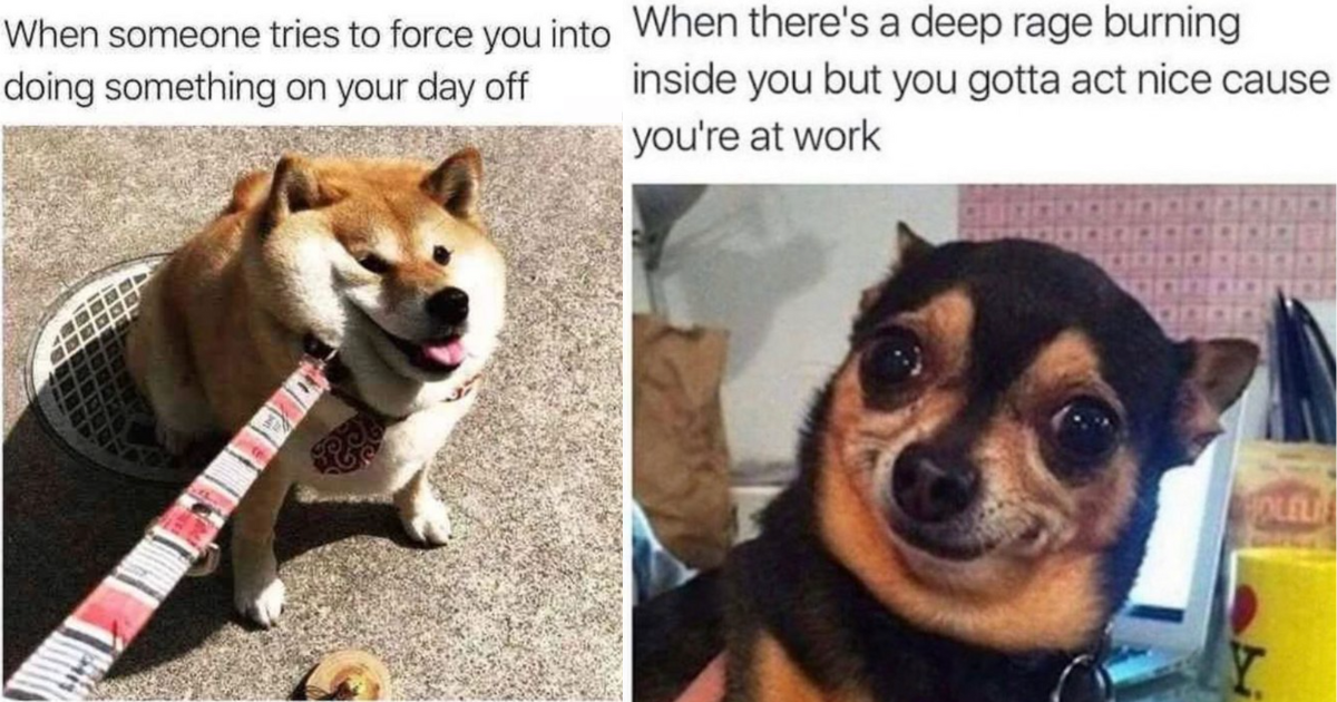Funny Dog Memes For You To Enjoy While You Procrastinate From Work (19 ...