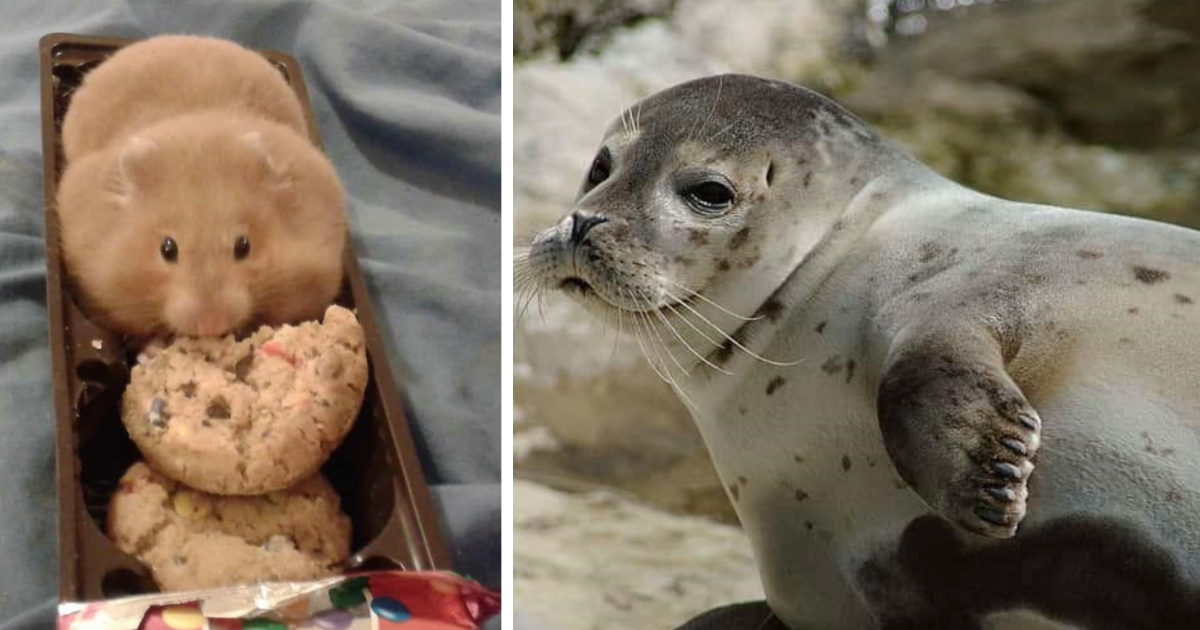 20 Chubby Baby Animals Serving A Little Extra Roundness And Floof ...
