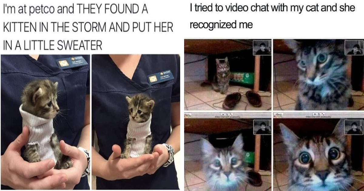It's A Caturday Bonanza Fananza: The Funniest Cat Memes Of The Week - I ...
