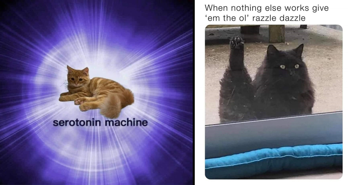 Cute Cat Memes for People Needing a Little Kitty Fix - Memebase - Funny ...