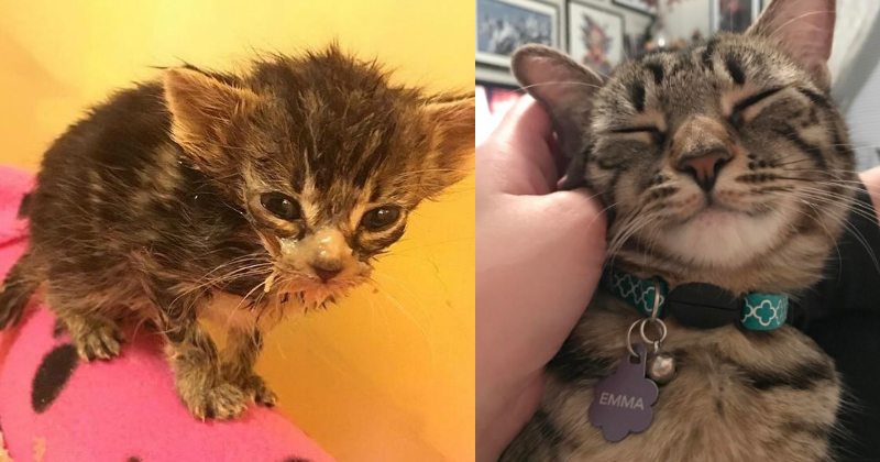 This Garbage Kitten Survived to Become a Healthy, Adorable Sweetheart ...