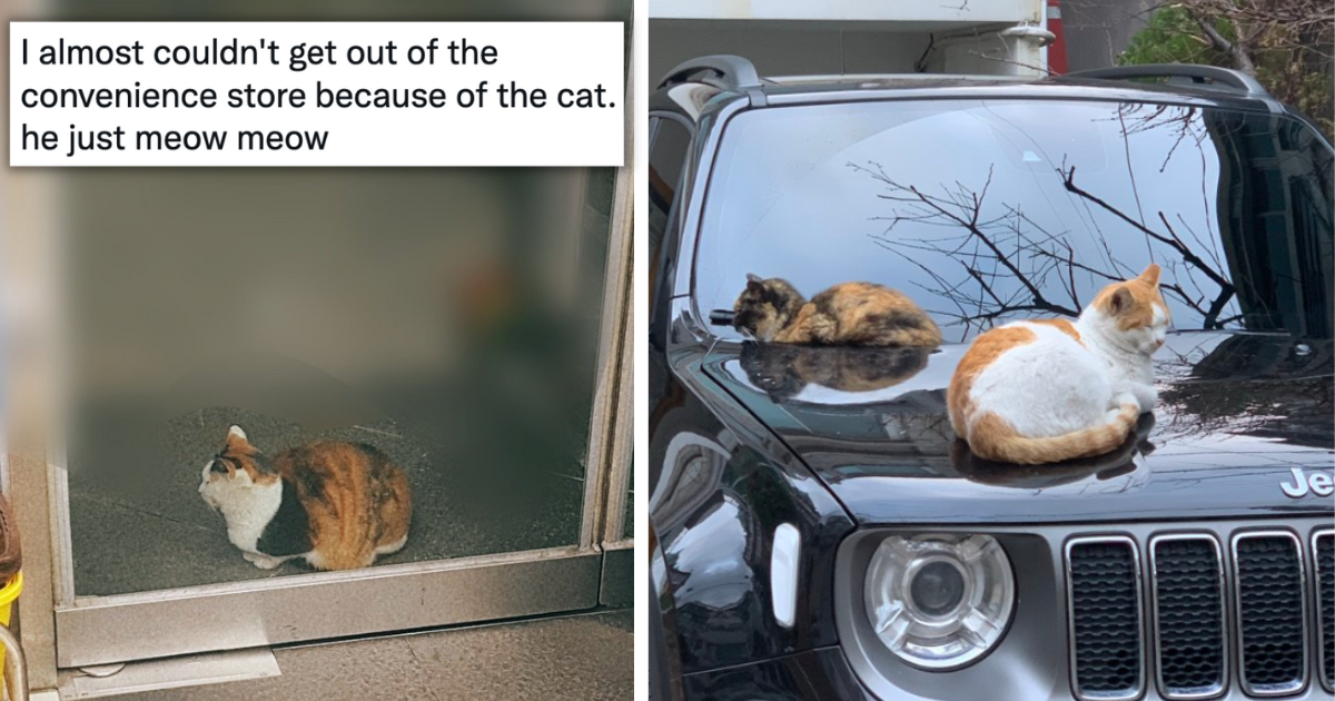 16 Cats Out In Public Places Disrupting Traffic And Causing Major ...