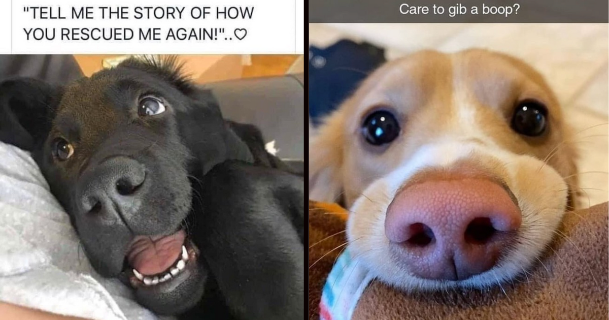 Start Your Work Week On The Right Paw With 22 Cutest Puppy Memes ...