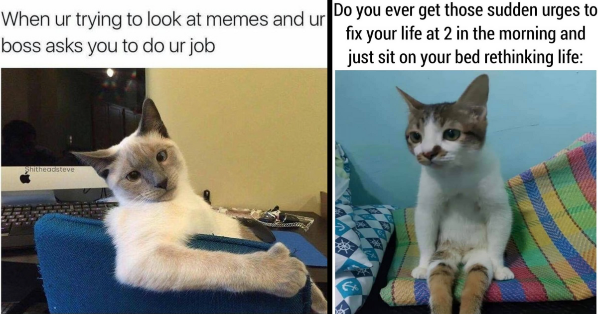 29 Funniest Cat Memes To Scroll Through Instead Of Doing Work - I Can ...