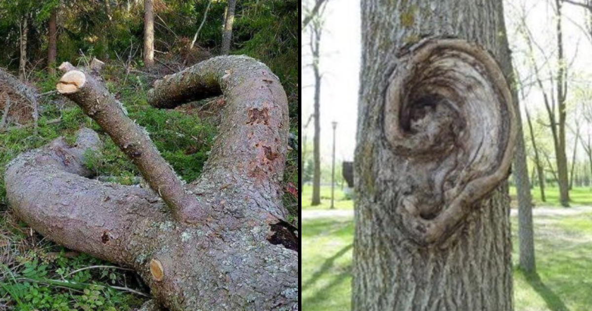 Suggestive Pictures of Plants That Remind Us of Other Things - Memebase ...