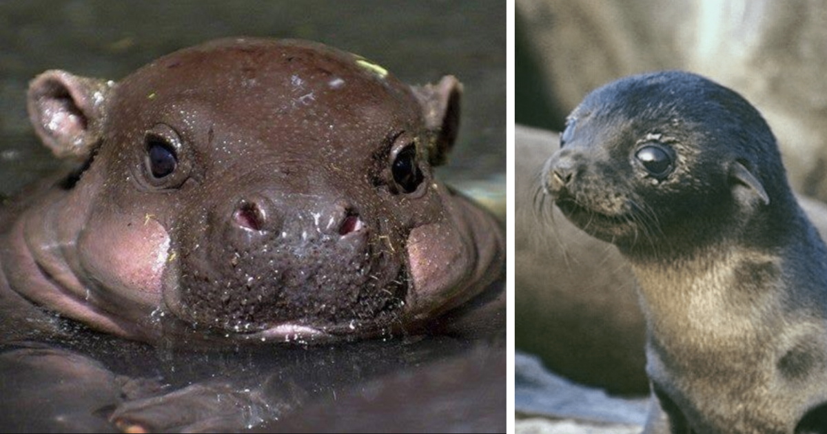 Smallest And Cutest Animals In The World