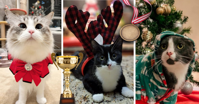 20 Best Pics Of Stylish Cats Who Need Their Own Fashion Runway For ...