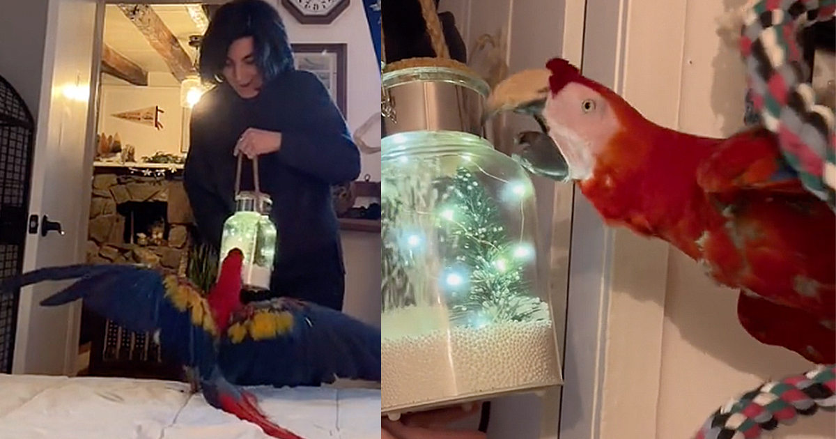 Viral Birb: Cutie Parrot Goes Bananas for Festive Musical Snow Globe ...