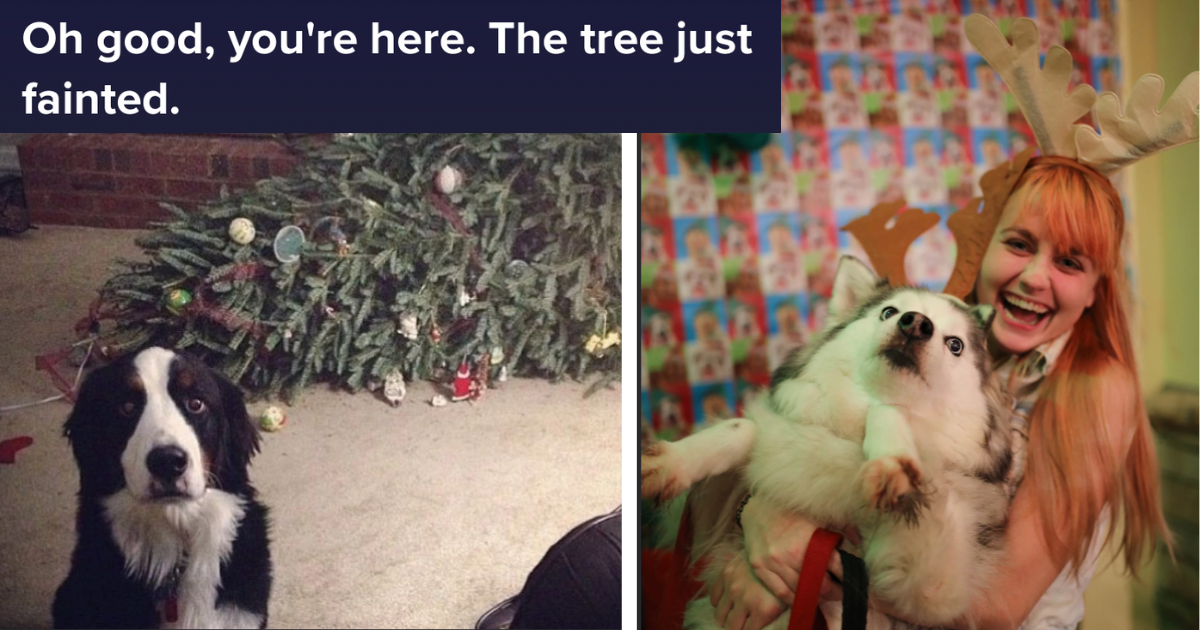 Christmas Cheer Or Christmas Fear? 20+ Examples Of Dogs That Hate ...