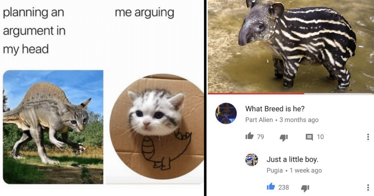 Funniest Animal Memes For The Silliest Individuals (28 Memes) - Animal ... Funniest Animal Memes For The Silliest Individuals (28 Memes) - Animal ...