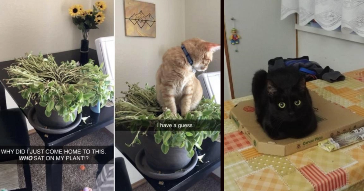 45+ Funniest Cat Pictures That Prove It's Never A Dull Moment When ...