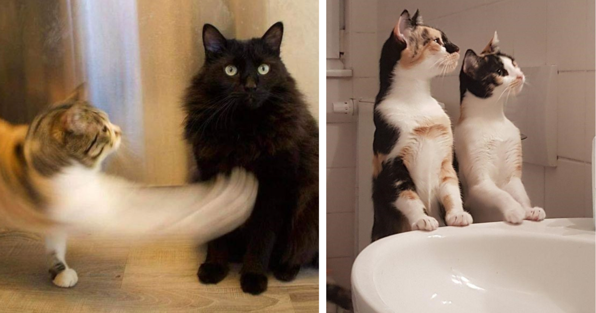 15 Times Cats Were In A Love-Hate Relationship With Their Feline ...