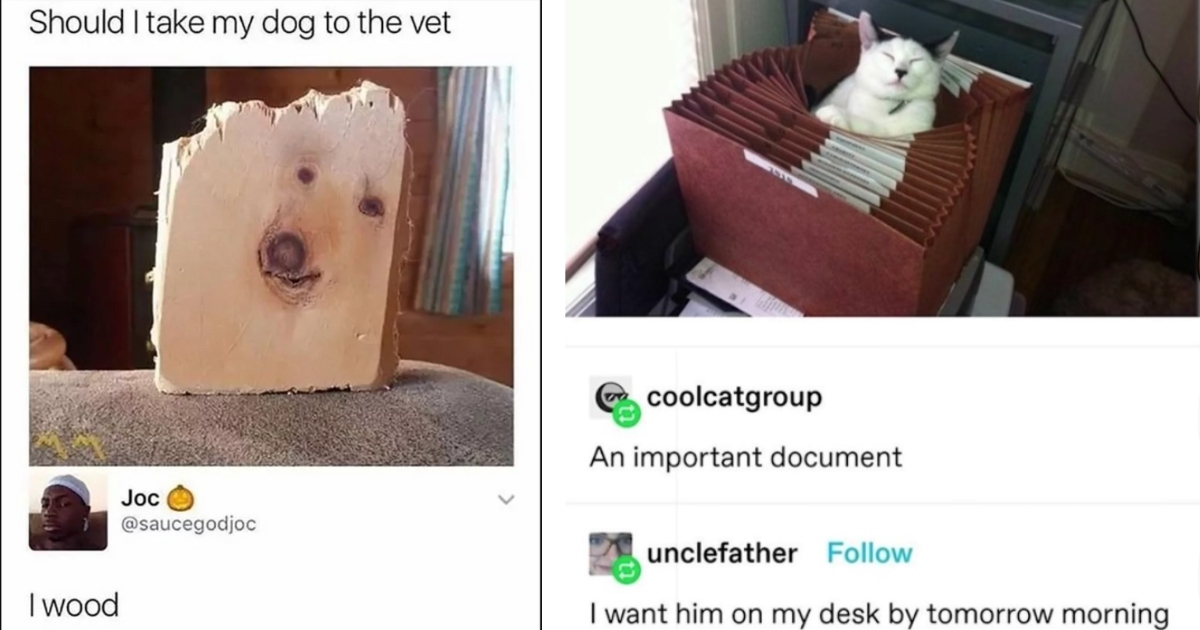 30 Pet Memes Purrrrfect For Reading On The Couch After A Hard Work Week ...