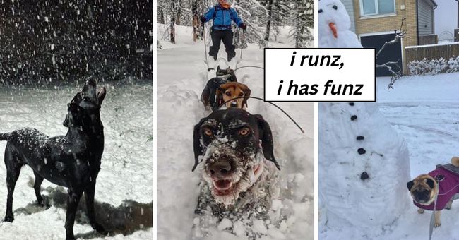 Fresh Batch of Silly Doggos in Snow for Your Delight - Animal Comedy ...