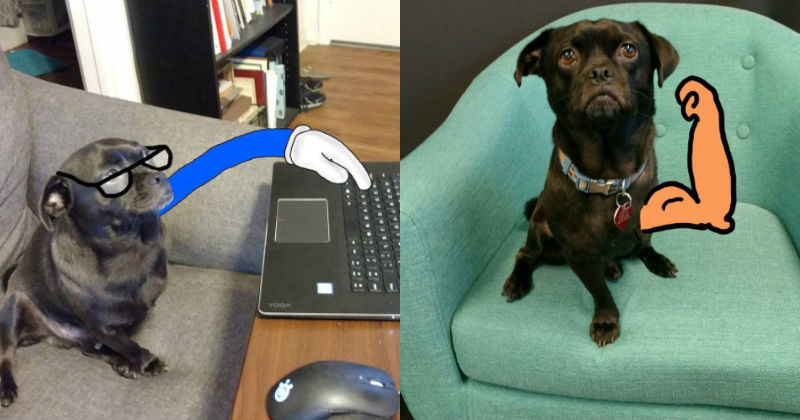 Bradley Only Has Three Legs, but His Human Draws Him an Extra One ...