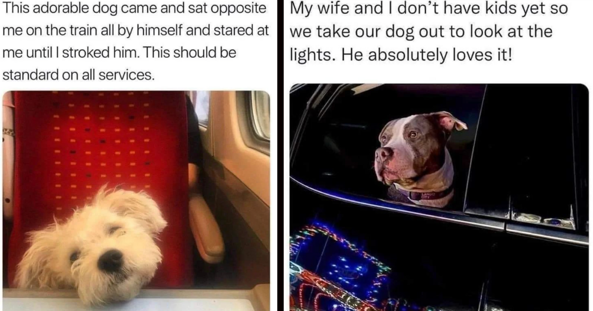 Weekly Dose Of Doggo Delight: 20 Wholesome Dog Memes (December 17, 2022 ...