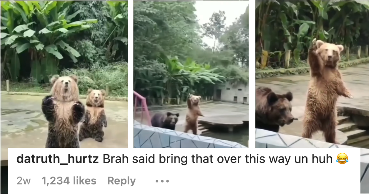 It's Just The "Bear Necessities" - Hilarious Viral Video of Bears ...