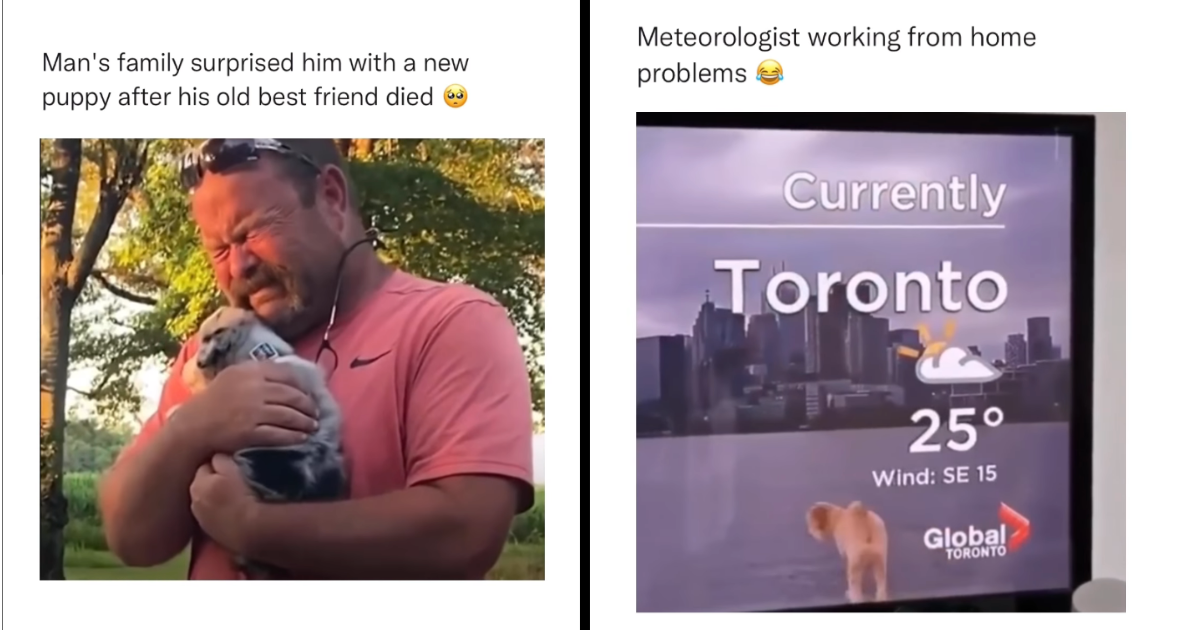 4 Of The Most Diggity Dog Doggon Videos On The Internet Right Now That ...