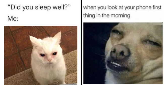 18 Funniest Feline/Canine Expressions in The Form of Relatable Memes ...