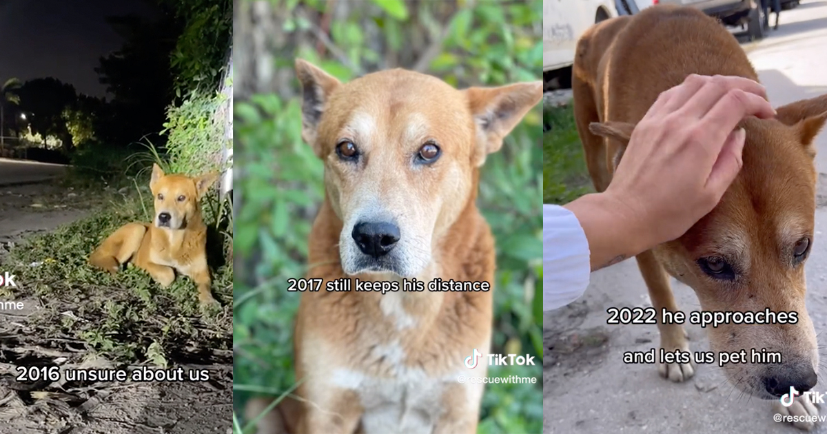 'The dedication is inspirational:' Woman spends 6 years to fully gain ...