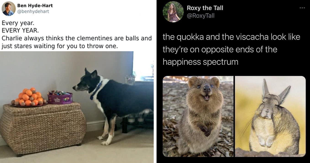 Wake Up And Enjoy A Cup Of Coffee With Fresh Animal Memes (December 28 ...