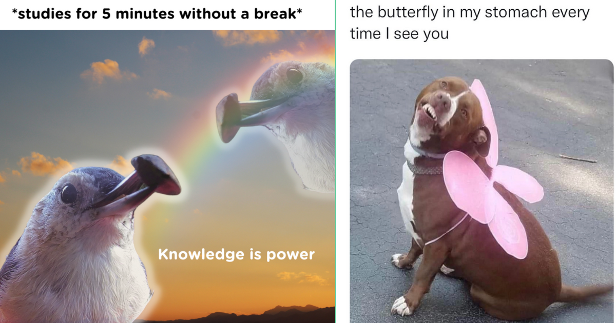 30 Animal Memes To Help You Laugh Through The Pain Of Finishing Another ...