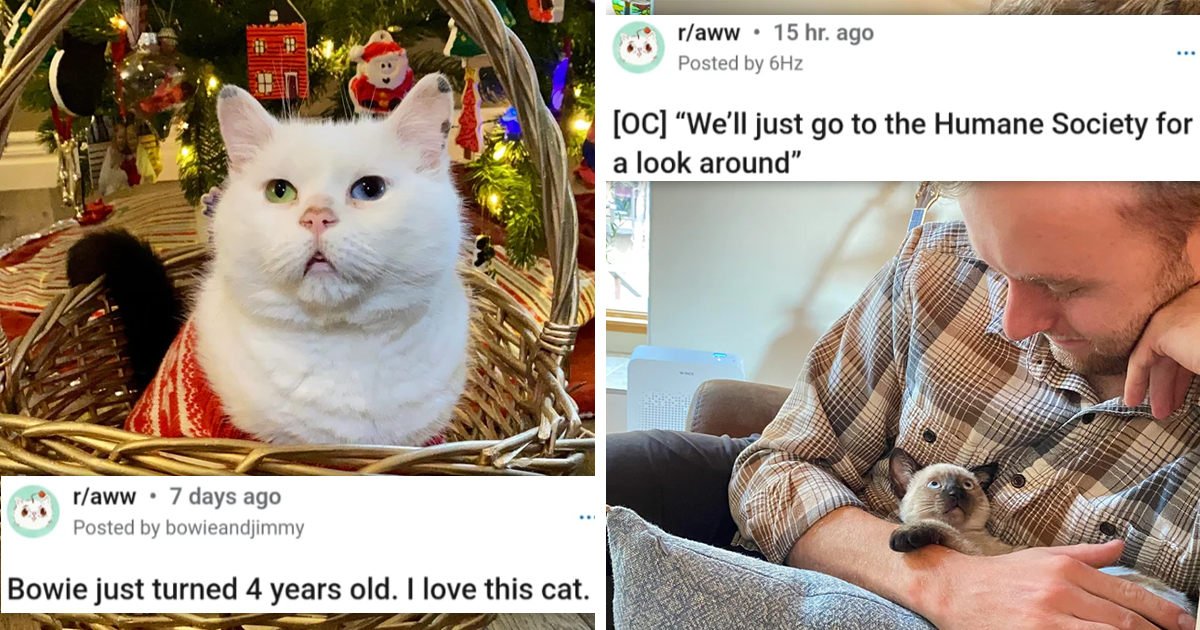 Time To Take In The Weekly Dose Of Cute Cats (#214) - I Can Has ...