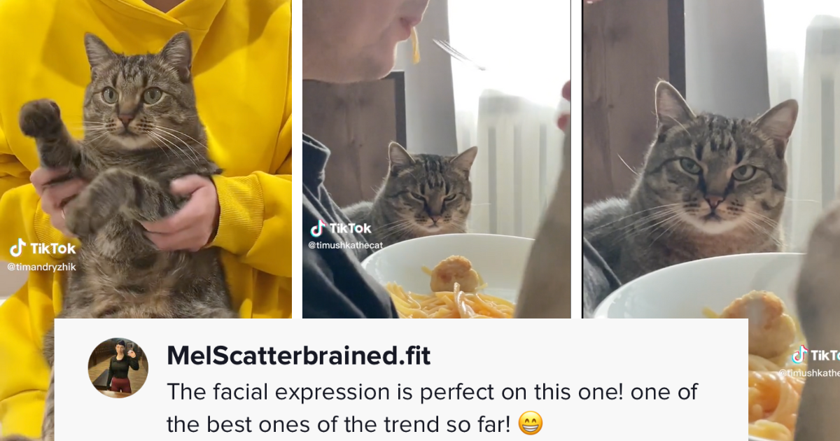 The Most "Wednesday" Cat We've Seen On The Internet Since Grumpy Cat ...