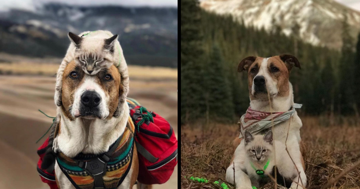 This Cute Animal Couple Takes "Going For A Stupid Walk Outside For Our ...