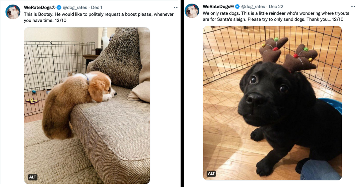 21 Brand New December Dog Ratings As Crisp As Fresh Snow - Animal ...