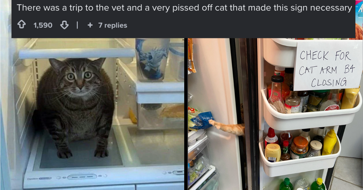 It's A Bird! It's A Plane! No, It's...Fridge Cat? Who Is He And Why ...