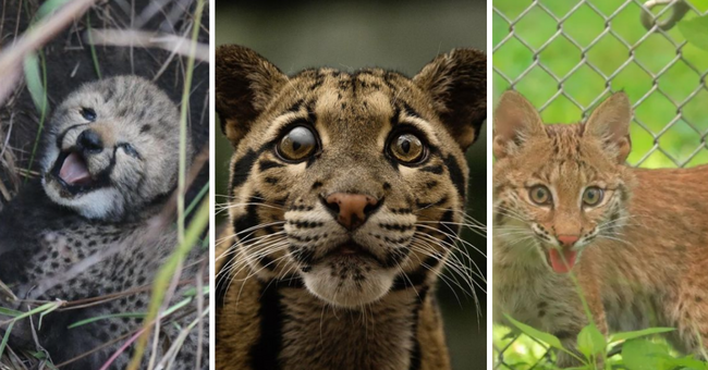 15 Cutest Big Cats That We Wish We Could Cuddle With On New Year's - I ...