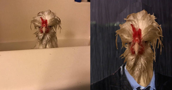 Típico: internet descubre un pollo mojado, su respuesta se ve venir ...