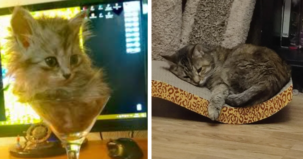 Liquidation Station: 12 Melting Cats Overflowing With Cuteness - Animal Comedy - Animal Comedy ...