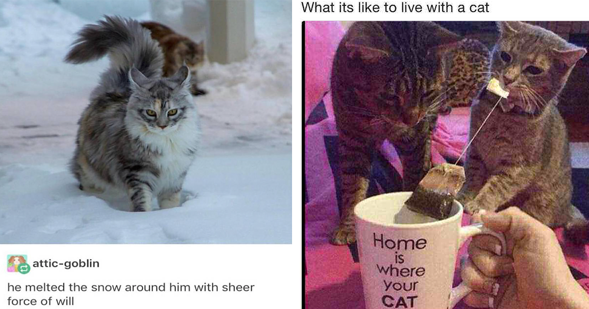 Ringing In The New Year With Caturday Cheer: The Funniest Cat Memes Of ...